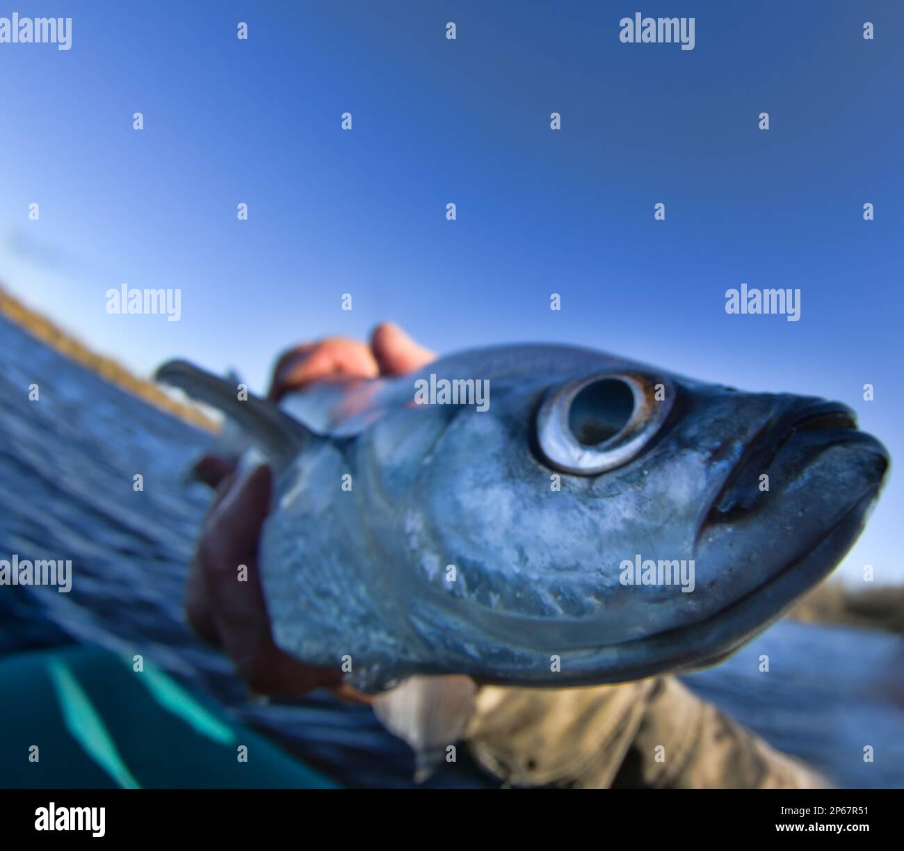 The Sabrefish (Pelecus cultratus) was caught from the northern river ...