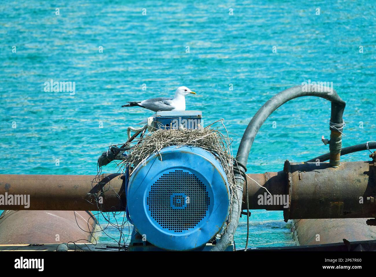 Extremely unusual house. Common gull (Larus canus) built nest on ...