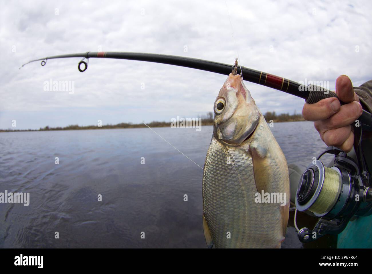 An enviable trophy of a fisherman with a fishing rod in a European ...