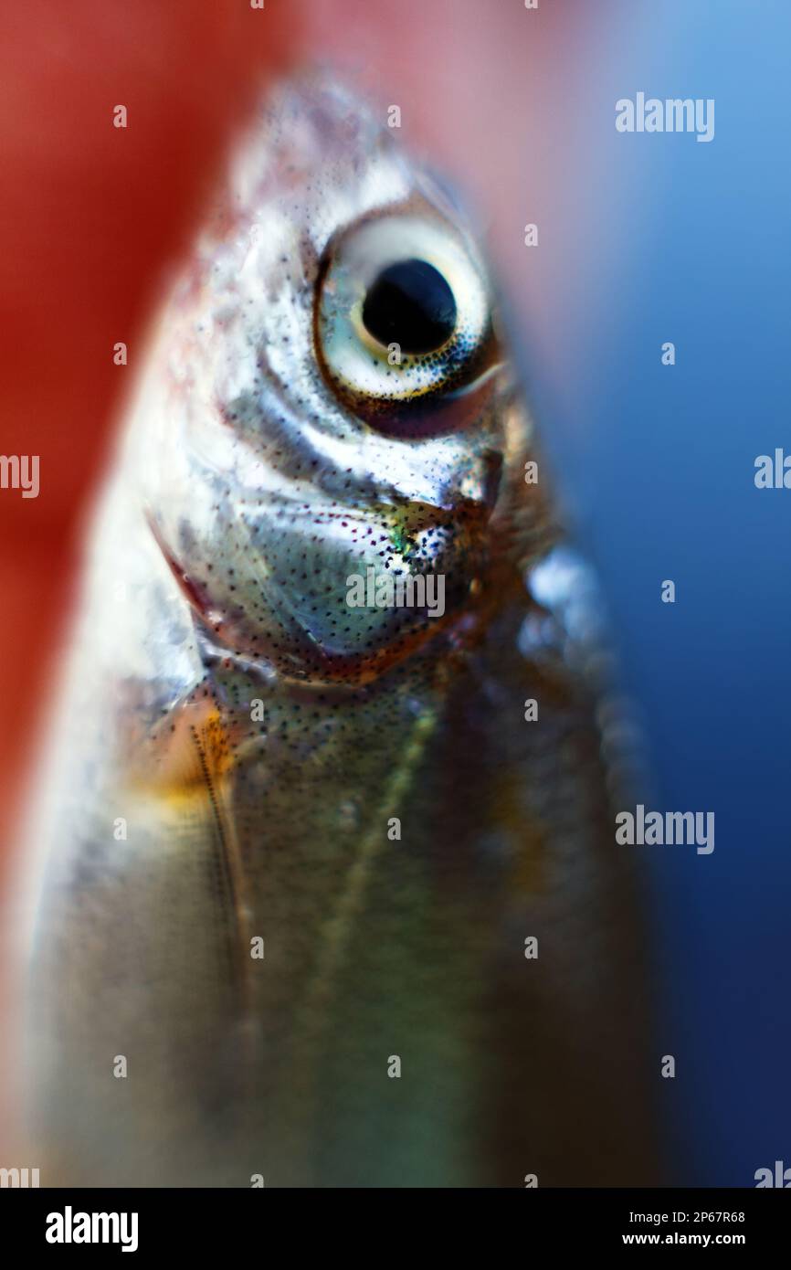 common bream portrait spring. Macro photography river fish. Ultra-small ...