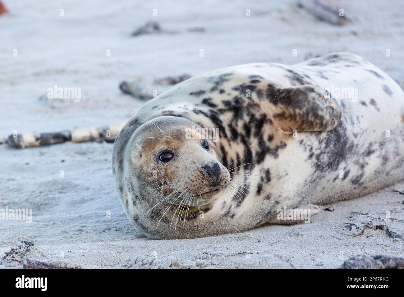 An adult female grey seal lies in the sand on a beach on Heligoland ...