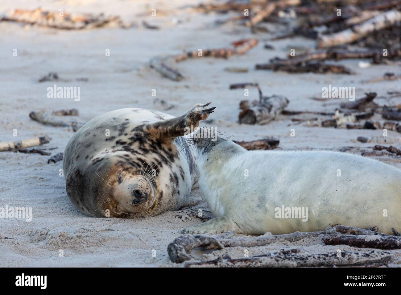 An adult female grey seal raises her fin and plays with her young Stock ...