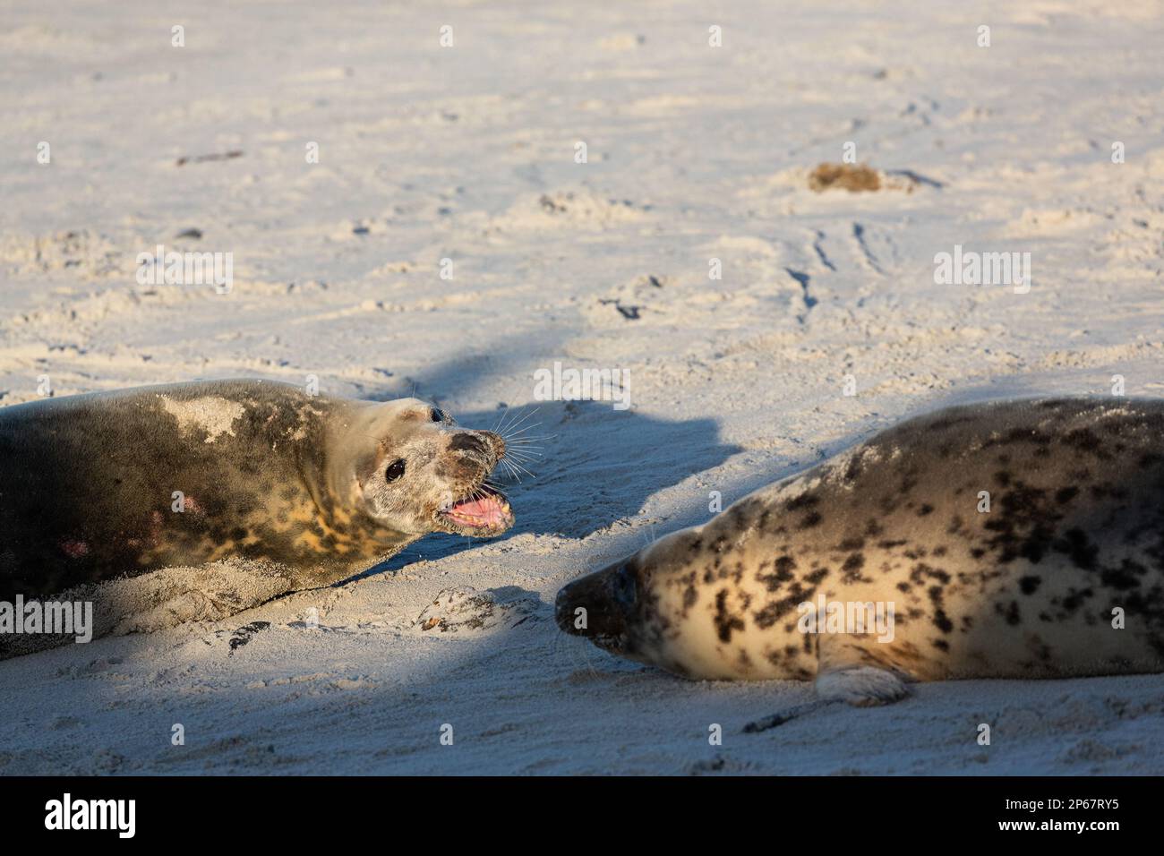 Two adult female grey seals lie opposite each other on the beach ...