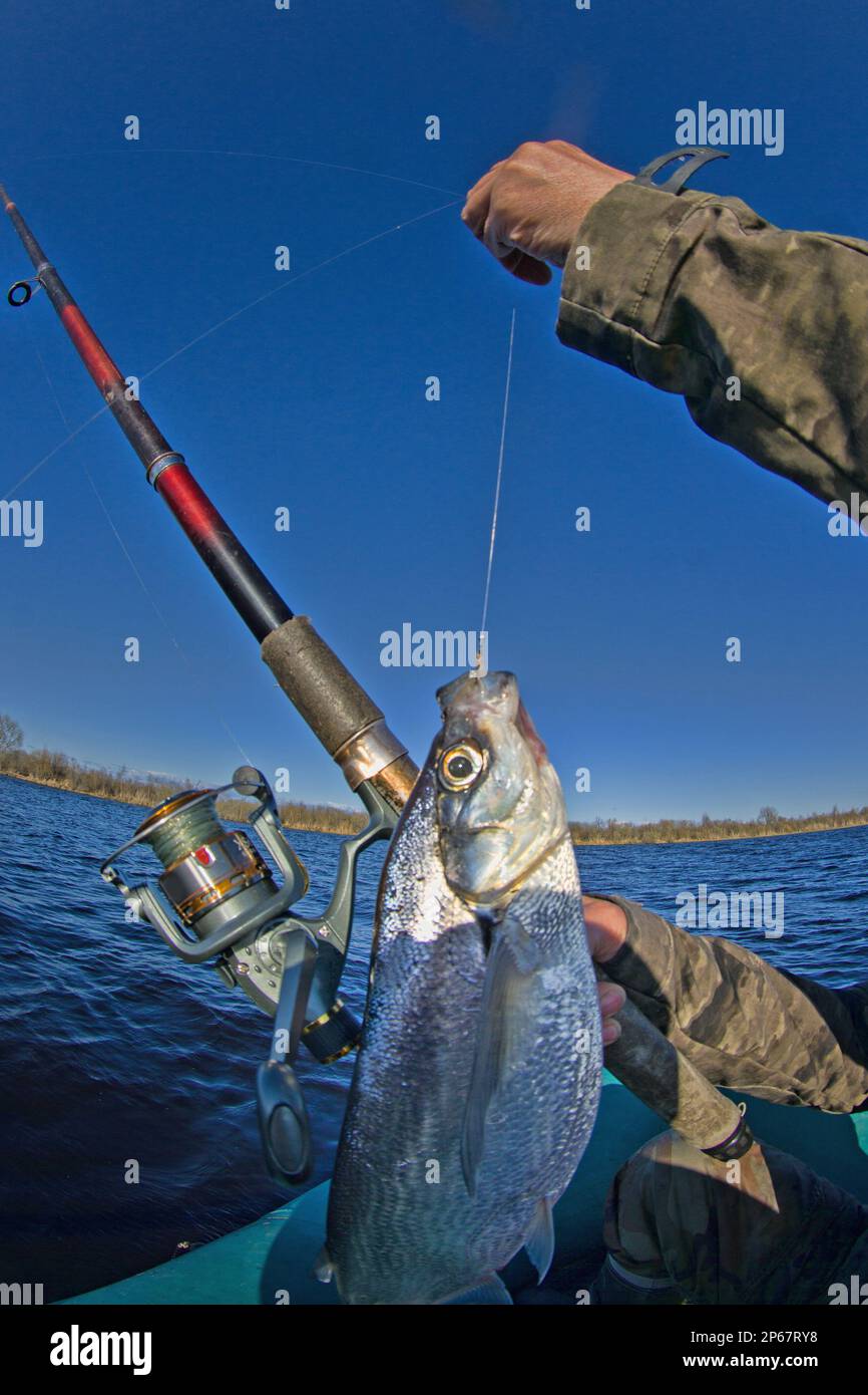 A good fishing trophy. The Sabrefish (Pelecus cultratus) was caught ...