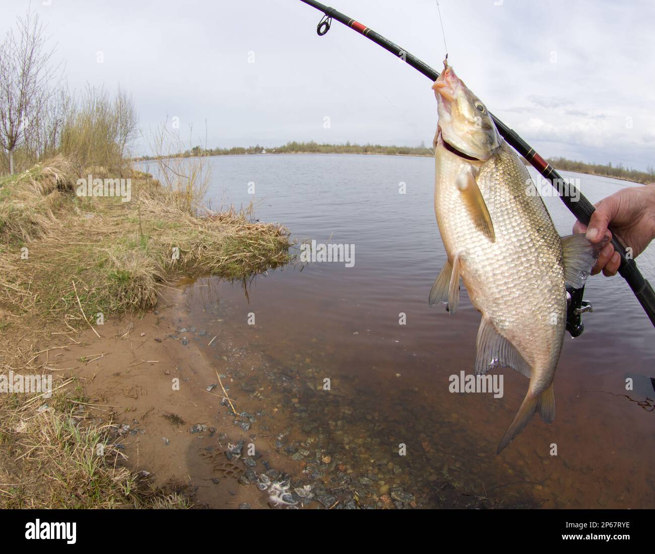 An enviable trophy of a fisherman with a fishing rod in a European ...