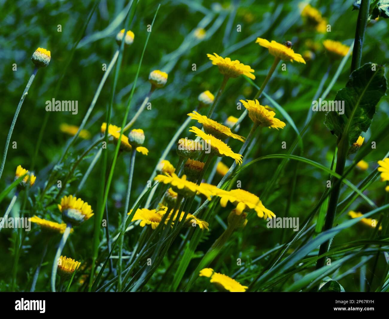 Forb meadow and golden camomile (Anthemis tinctoria), golden marguerite ...