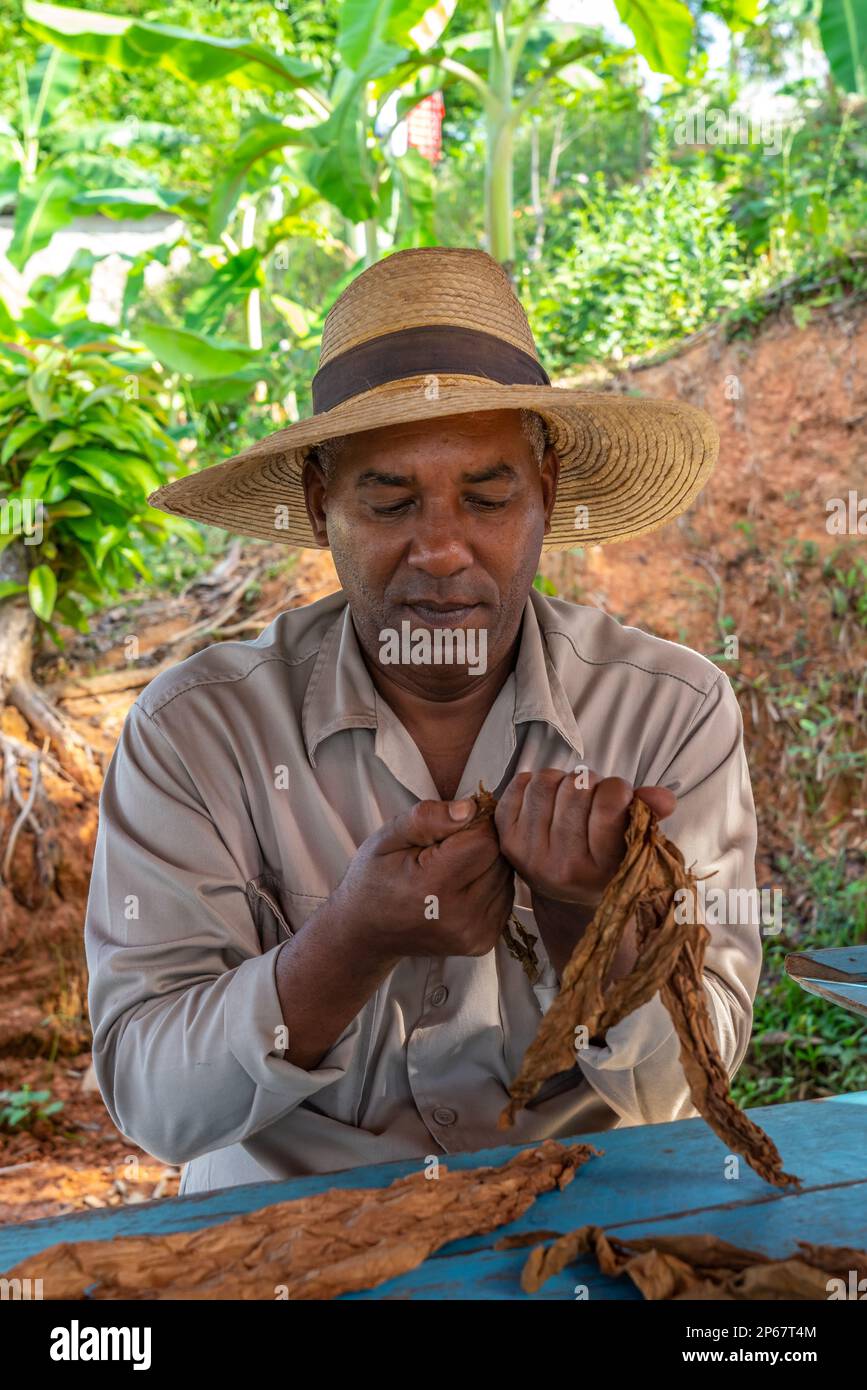 Tobacco plantation worker in straw hat, making his own cigar, Vinales ...