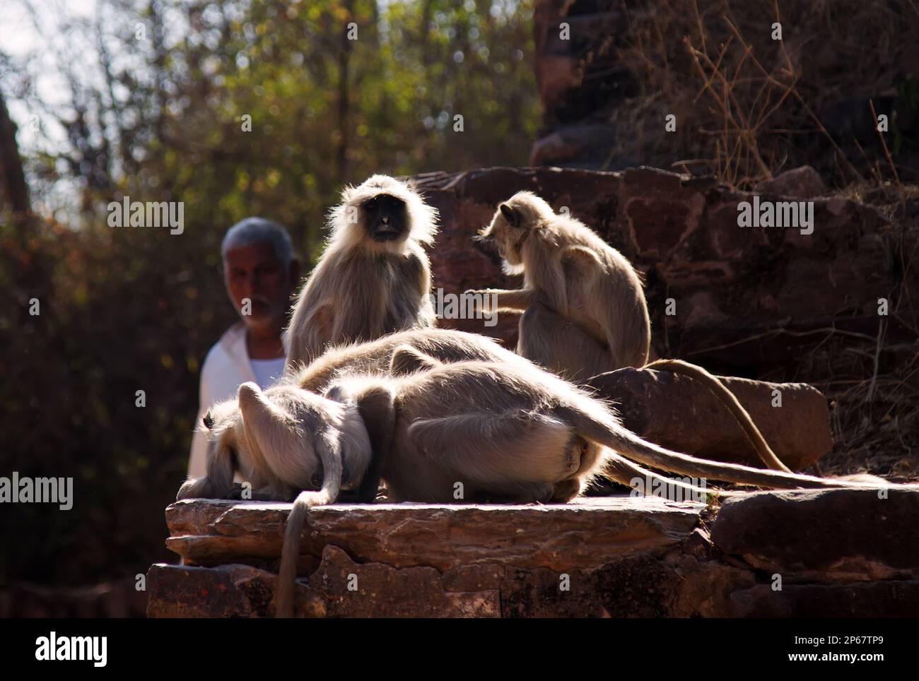 From the life of Langur monkeys (Black-shanked douc (Semnopithecus ...
