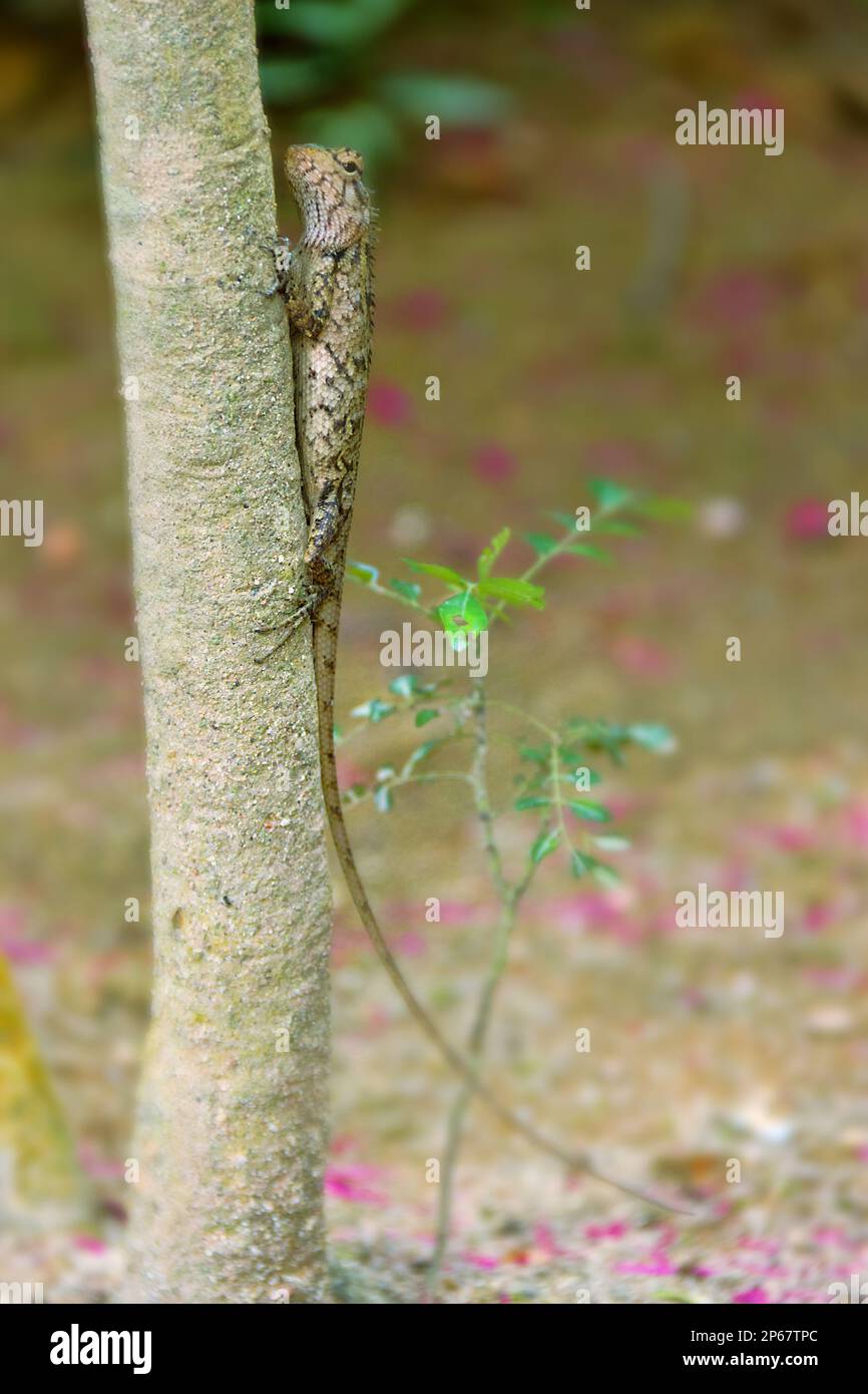 The lizard is hiding in an upright position on a tree. Agamidae from ...