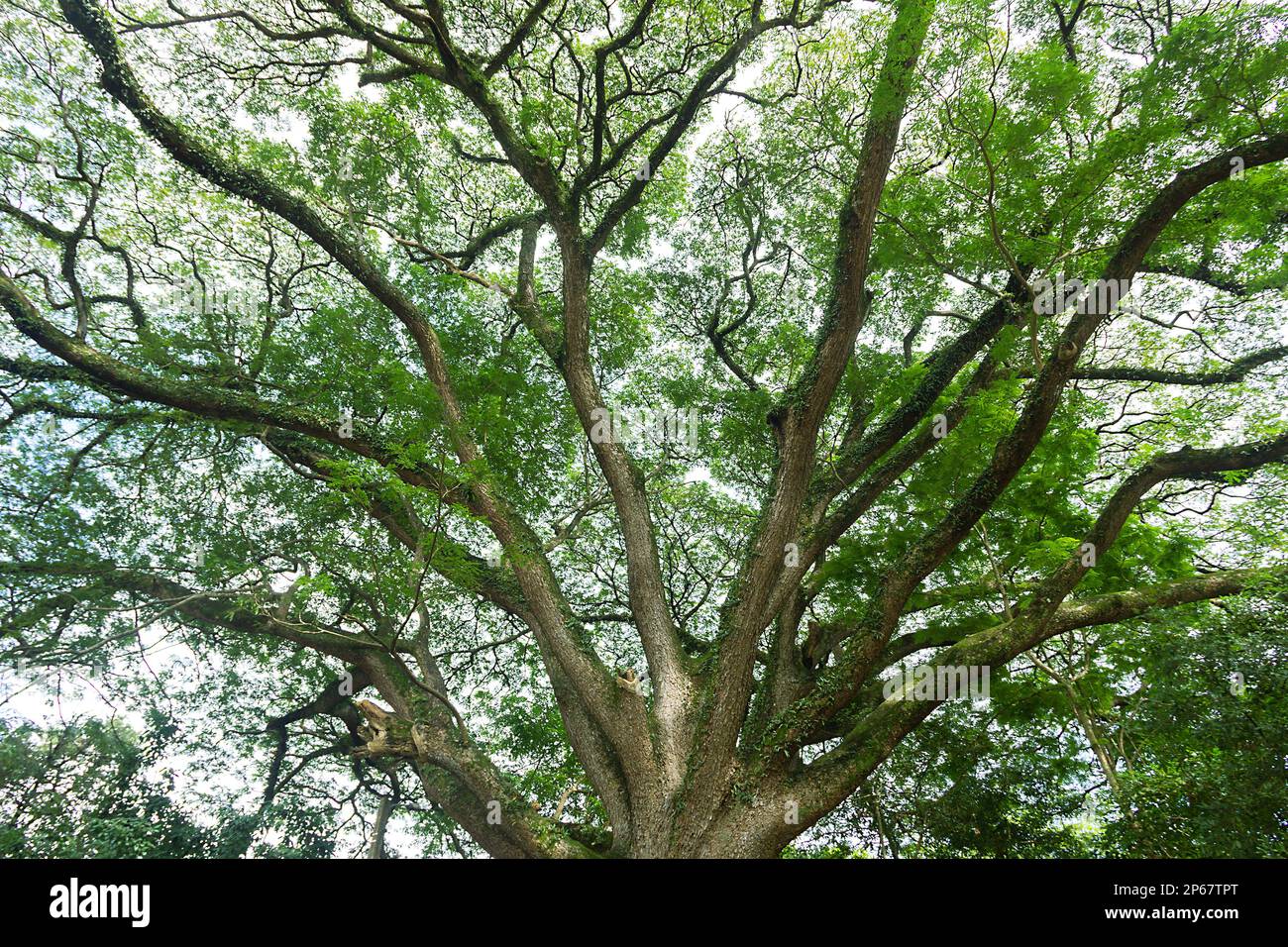 An old sprawling tree. Crown of a tropical tree resembling albizia or ...