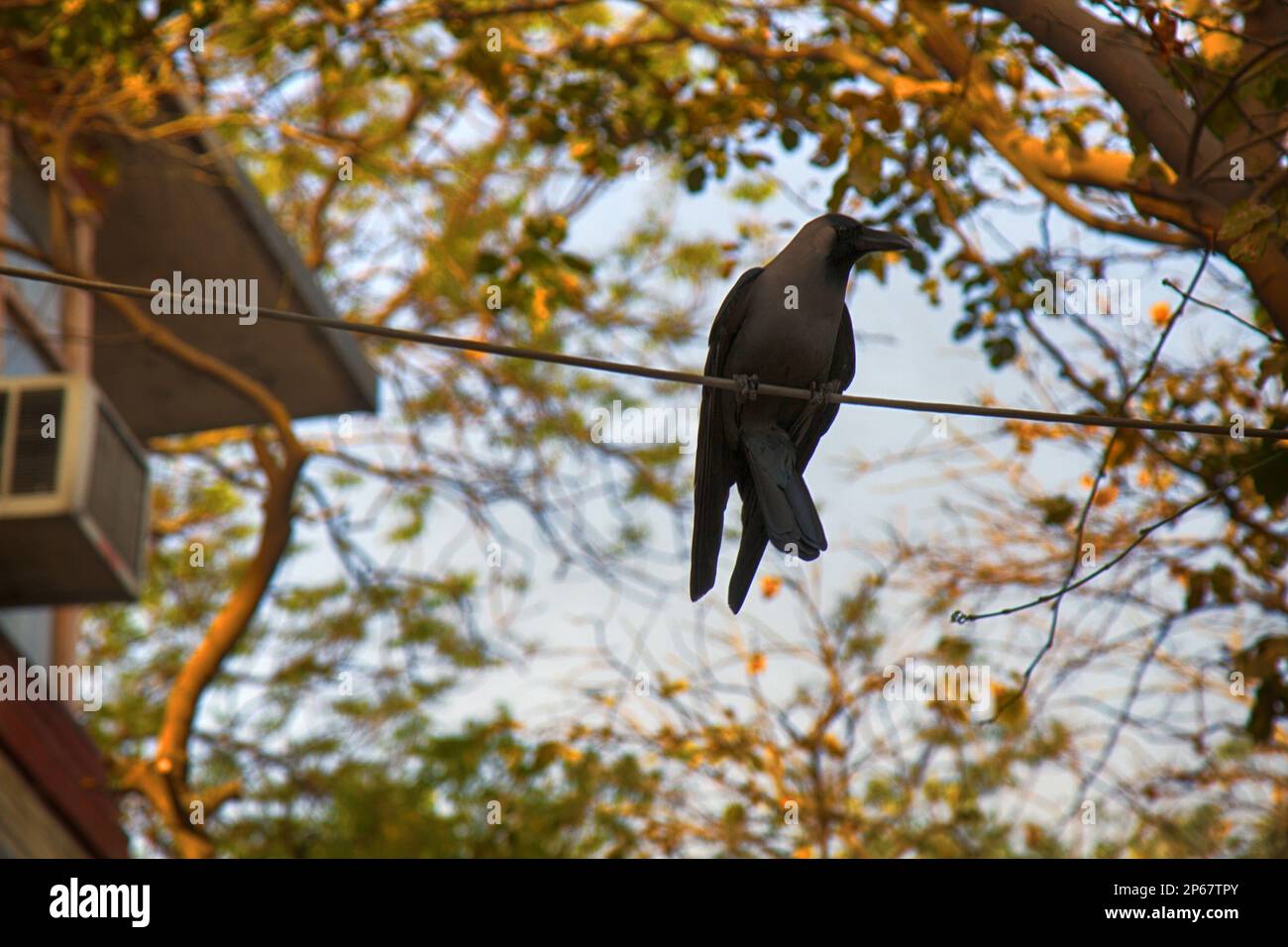 Indian Glossy Black Raven, House crow (Corvus splendens) in cities of ...