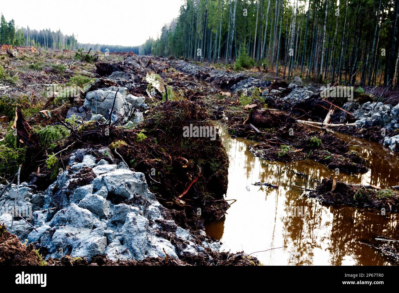 A double drainage ditch is dug at the edge of the swampy northern ...