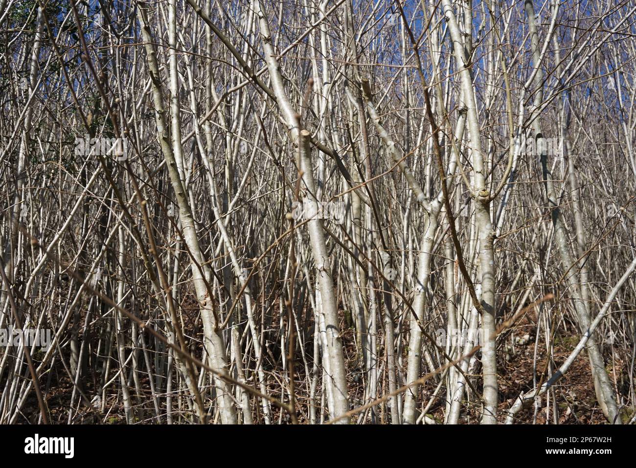 Clump of pretty silver birches in wood Stock Photo - Alamy
