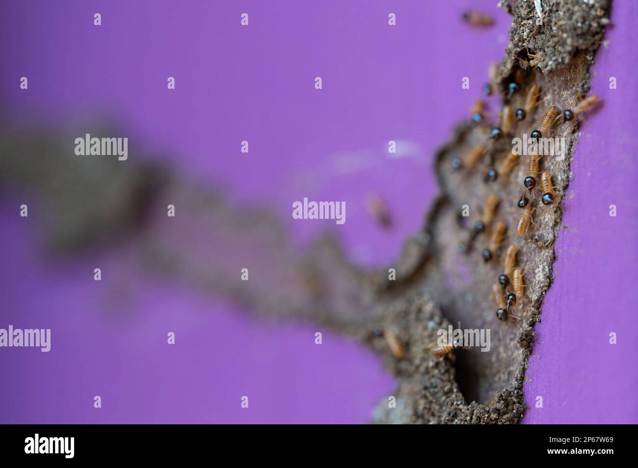 Termite mound home hi-res stock photography and images - Alamy