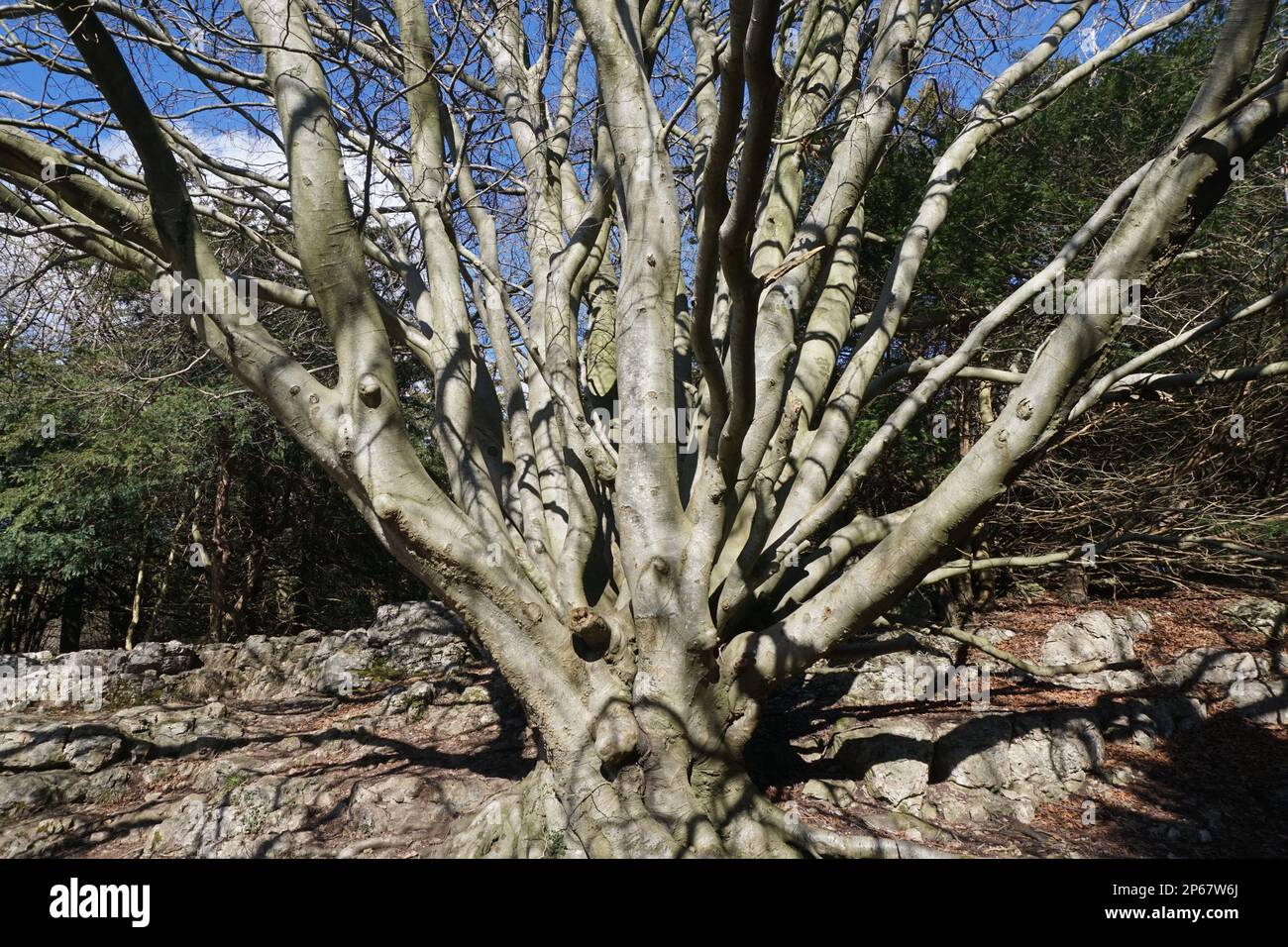 Beautiful old tree Stock Photo - Alamy