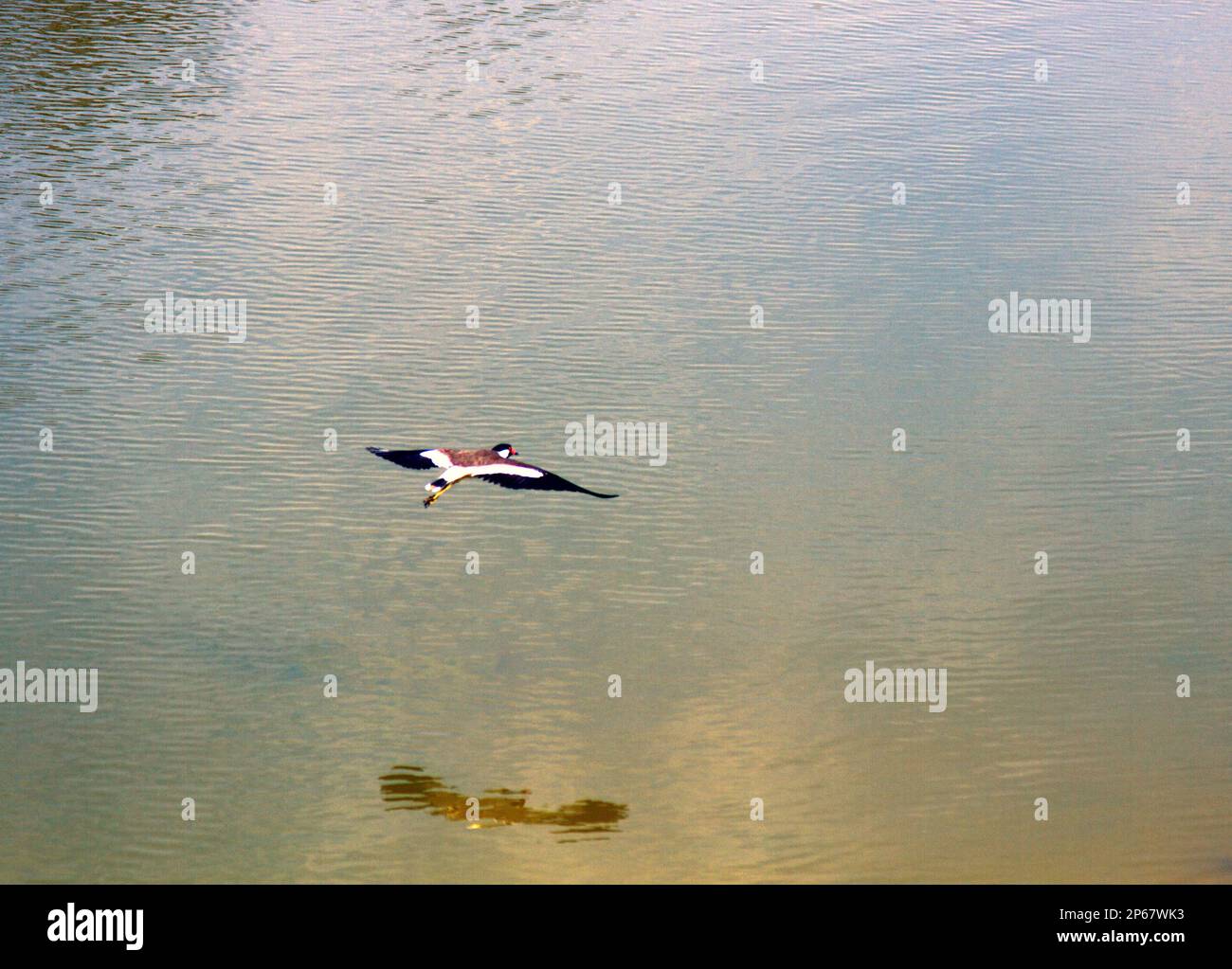 Red-wattled lapwing (Vanellus indicus) in flight. India Stock Photo - Alamy