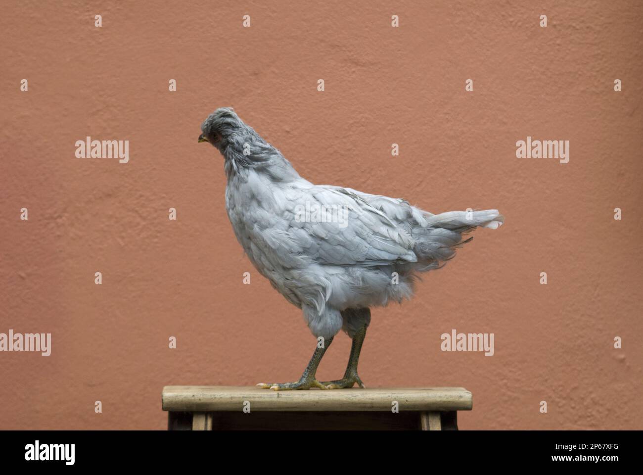grey and white hen, perched on step against terracotta wall, poultry ...