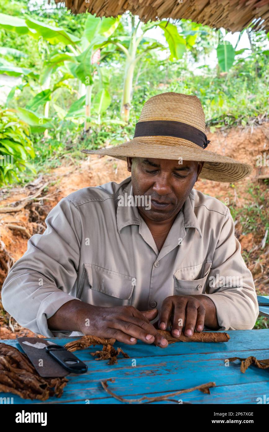 Tobacco plantation hi-res stock photography and images - Alamy