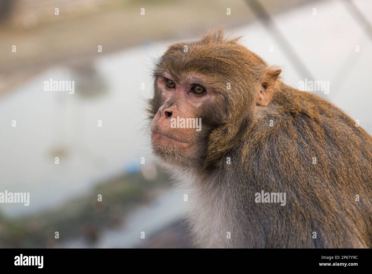 Nepal, Kathmandu, Pashupatinath, cremation funeral Stock Photo - Alamy