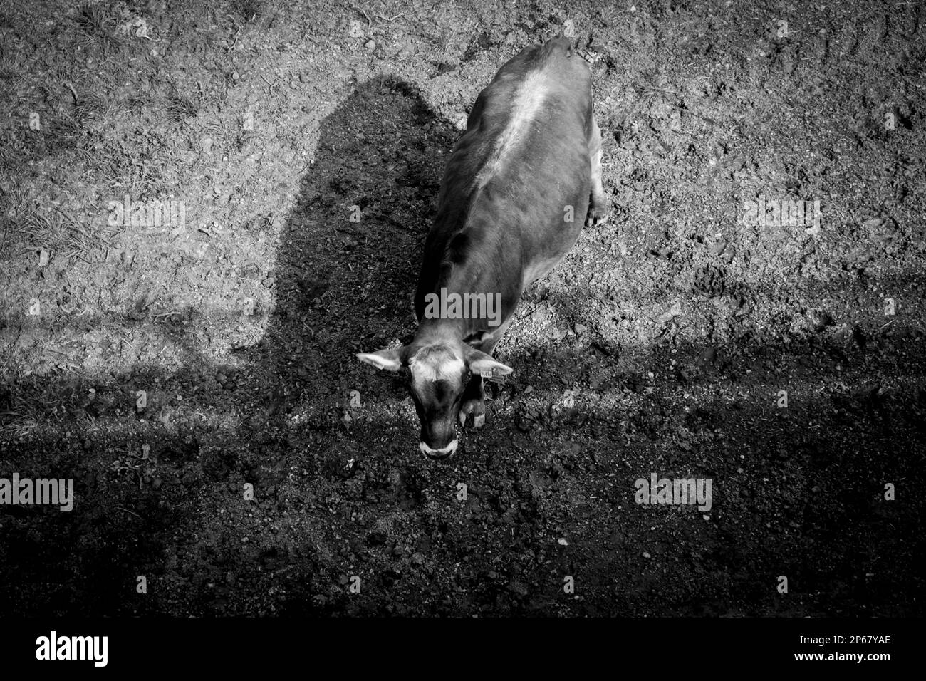 Switzerland, Canton Ticino, Gudo Stock Photo - Alamy