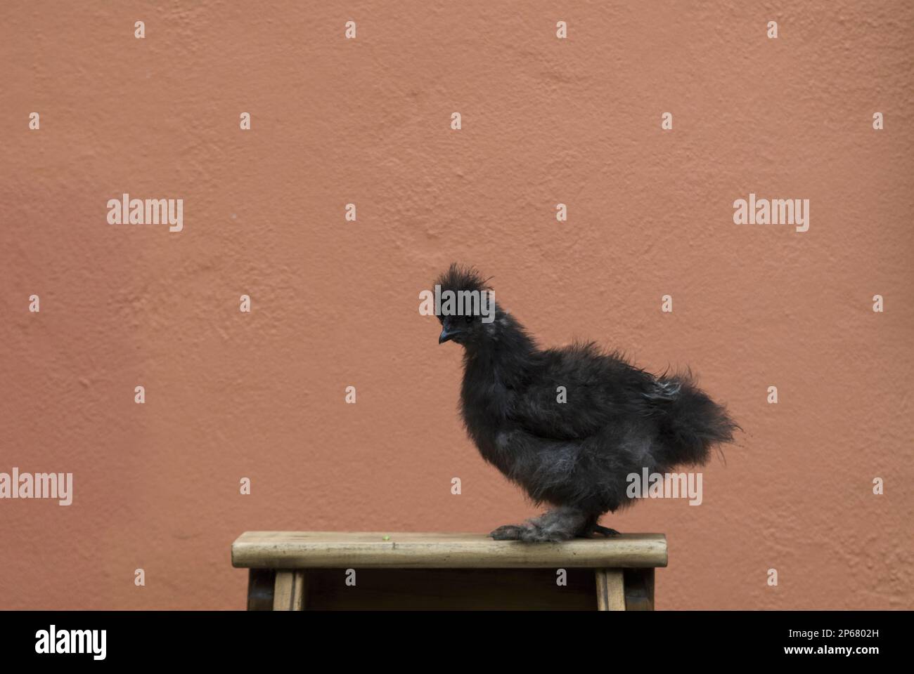 black fluffy hen, perched on step against terracotta wall, poultry ...
