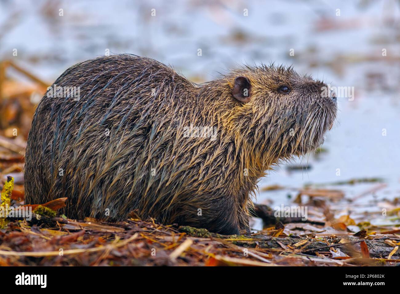 Coypu - Myocastor coypus, also known as river rat or nutria, is large ...