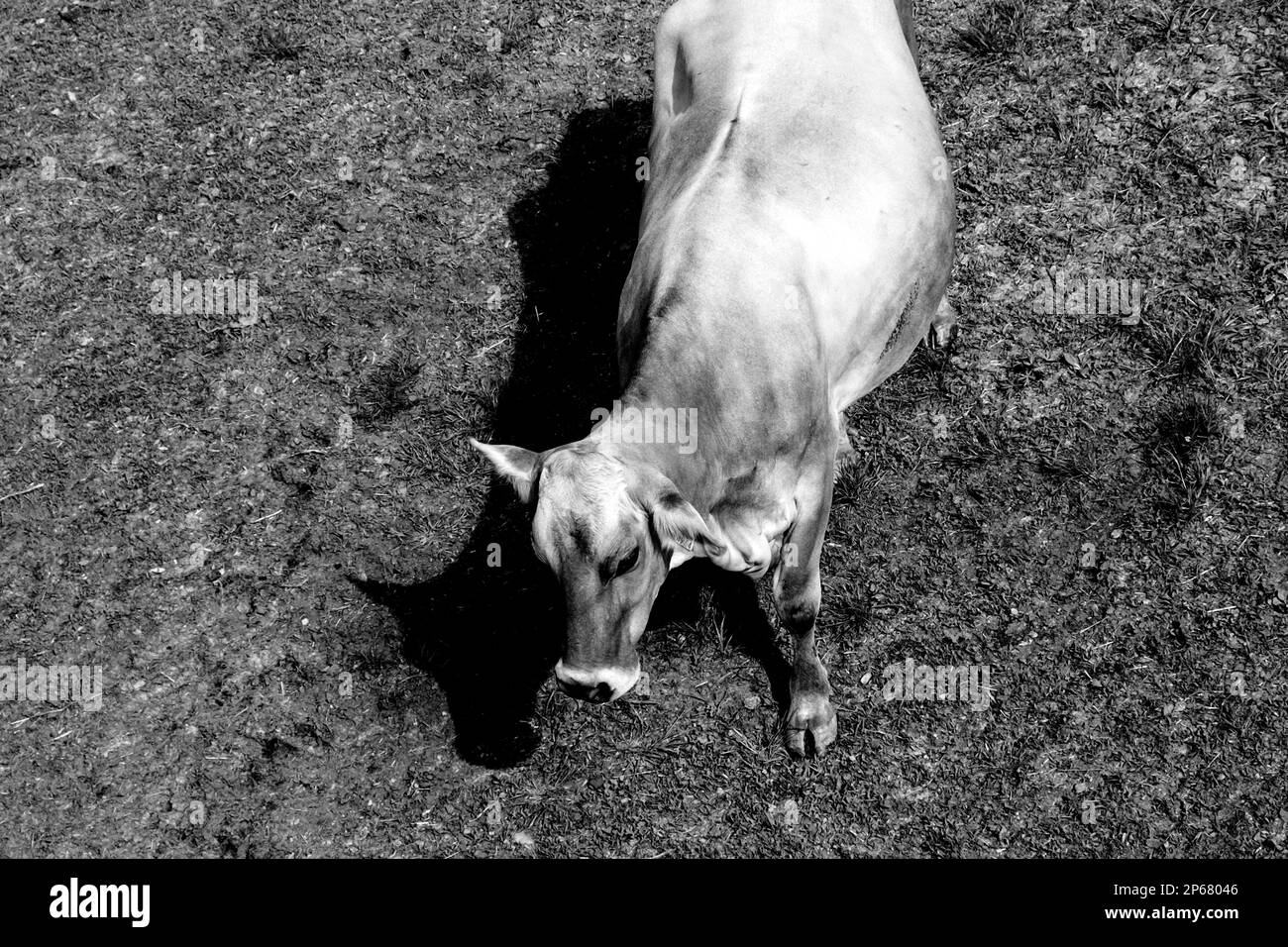 Switzerland, Canton Ticino, Gudo Stock Photo - Alamy