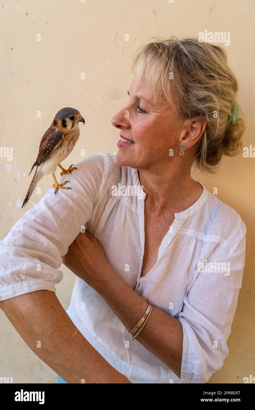 Cuban kestrel hi-res stock photography and images - Alamy