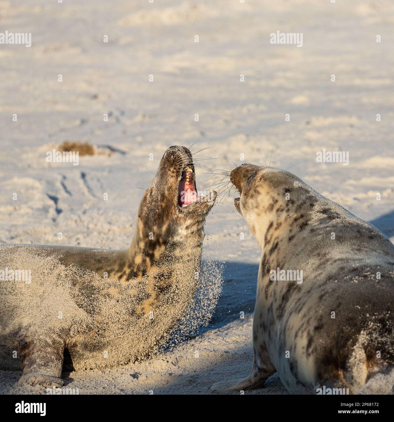 Two adult female grey seals lie opposite each other on the beach ...