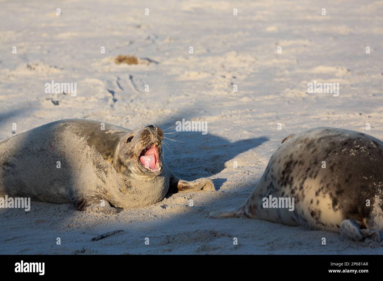 Two adult female grey seals lie opposite each other on the beach ...