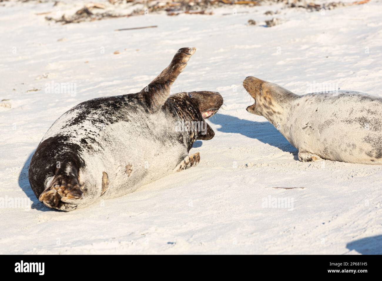 A male grey seal raises its fin, tears open its mouth and threatens a ...