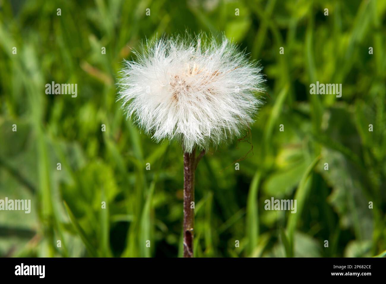 Switzerland, Canton Ticino, Ritom-Piora, Flower, Dandelion Stock Photo ...