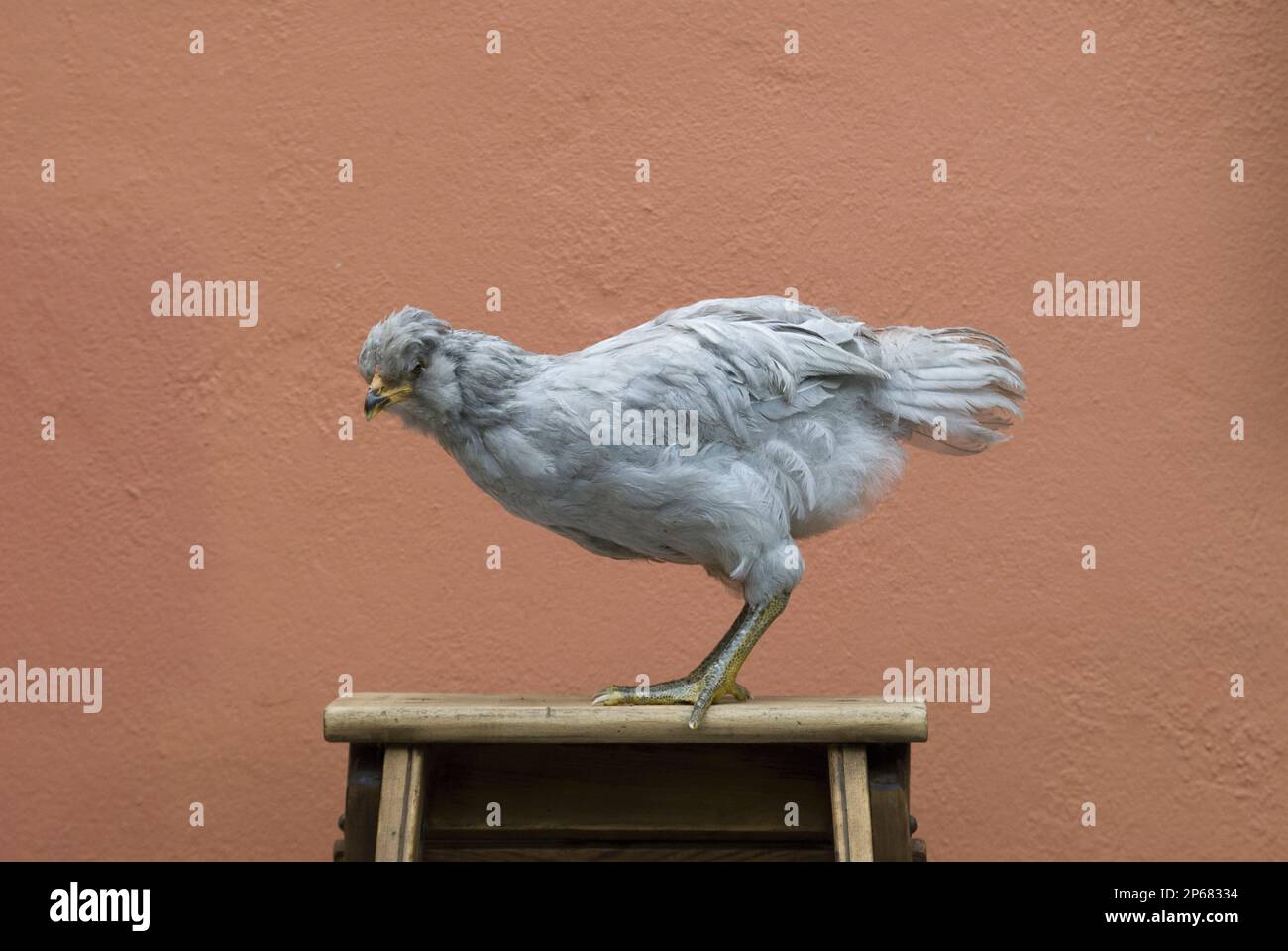 grey and white hen, perched on step against terracotta wall, poultry ...