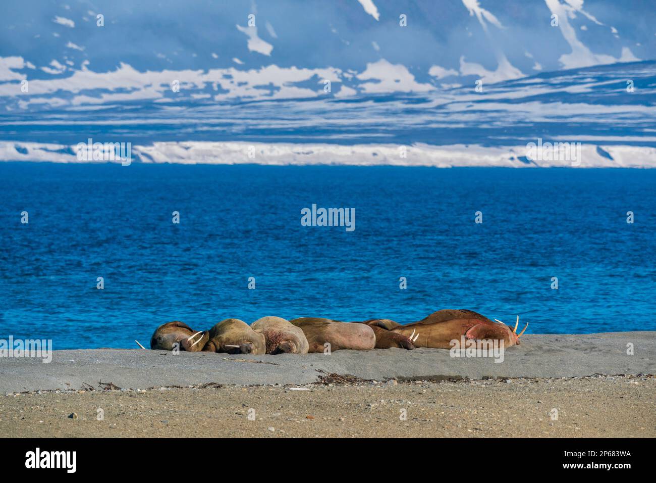 Walruses (Odobenus rosmarus) resting on a beach, Calypsobyen ...