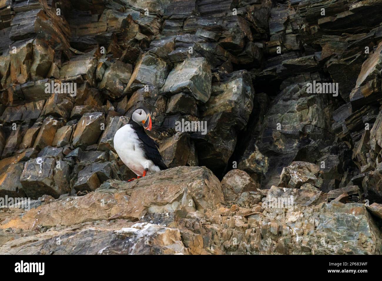 Kongsfjorden puffin hi-res stock photography and images - Alamy