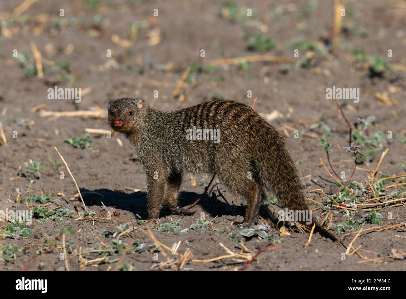Banded mongoose (Mungos mungos) looking at the camera, Savuti, Chobe ...