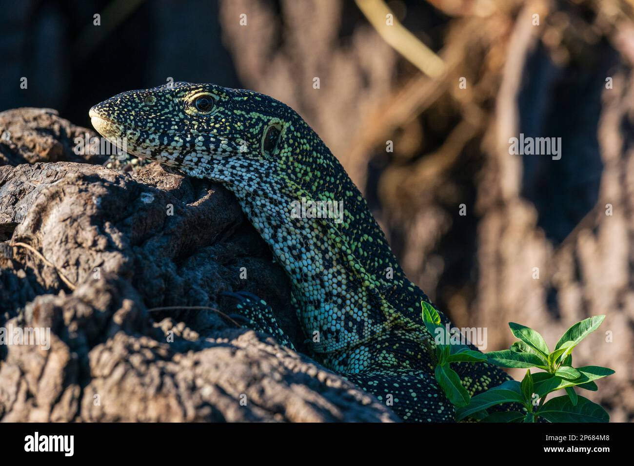 Nile Monitor (Varanus niloticus), Chobe National Park, Botswana, Africa ...