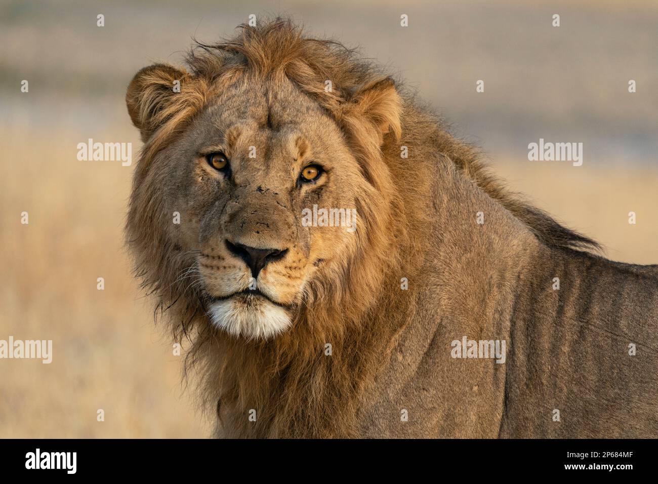 Lion camera hi-res stock photography and images - Alamy