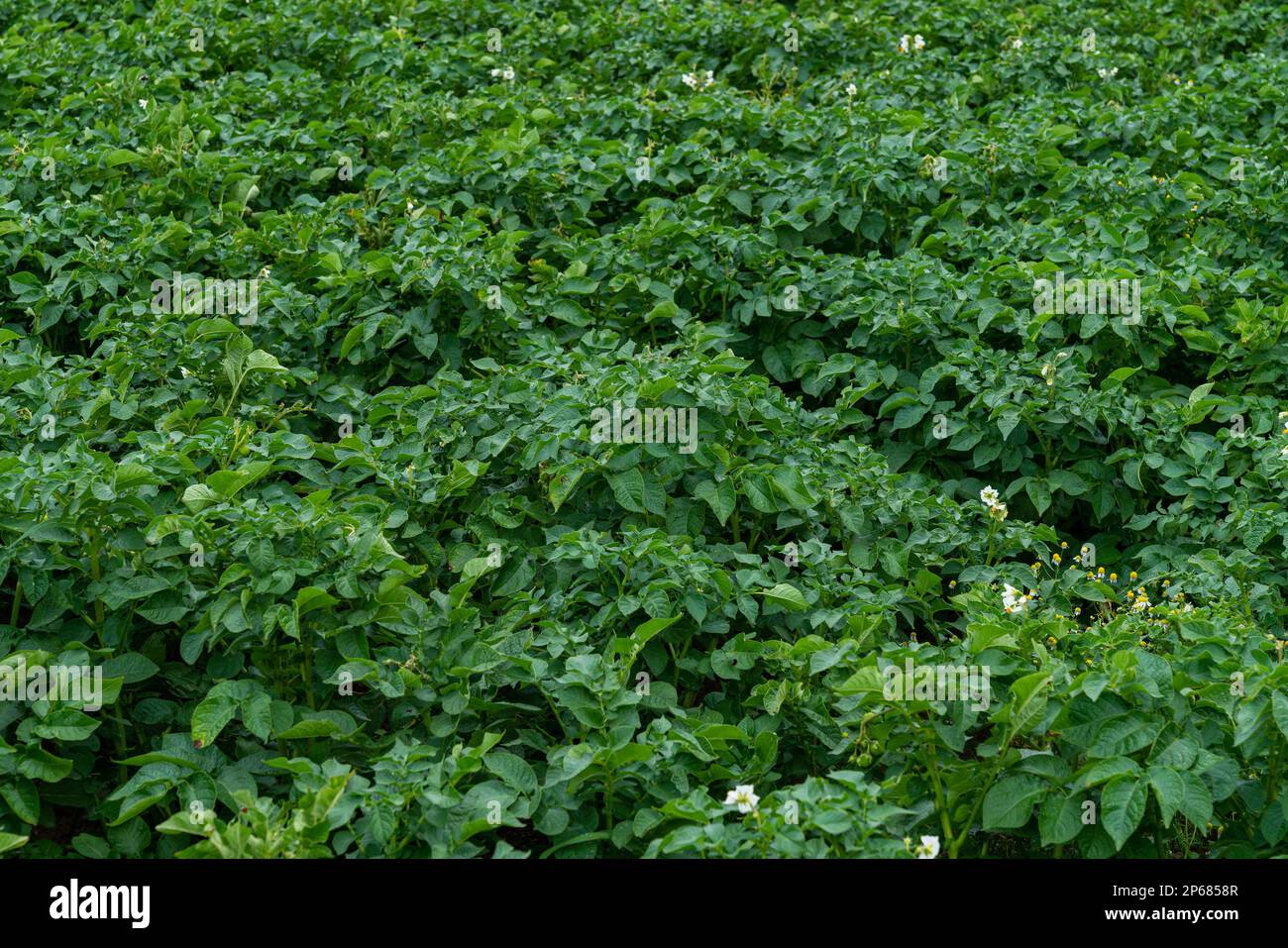 Beautiful landscape potato plantation hi-res stock photography and ...