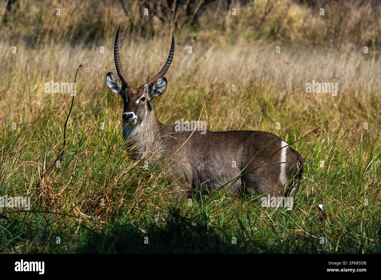 Male waterbuck (Kobus ellipsiprymnus), Khwai Concession, Okavango Delta ...