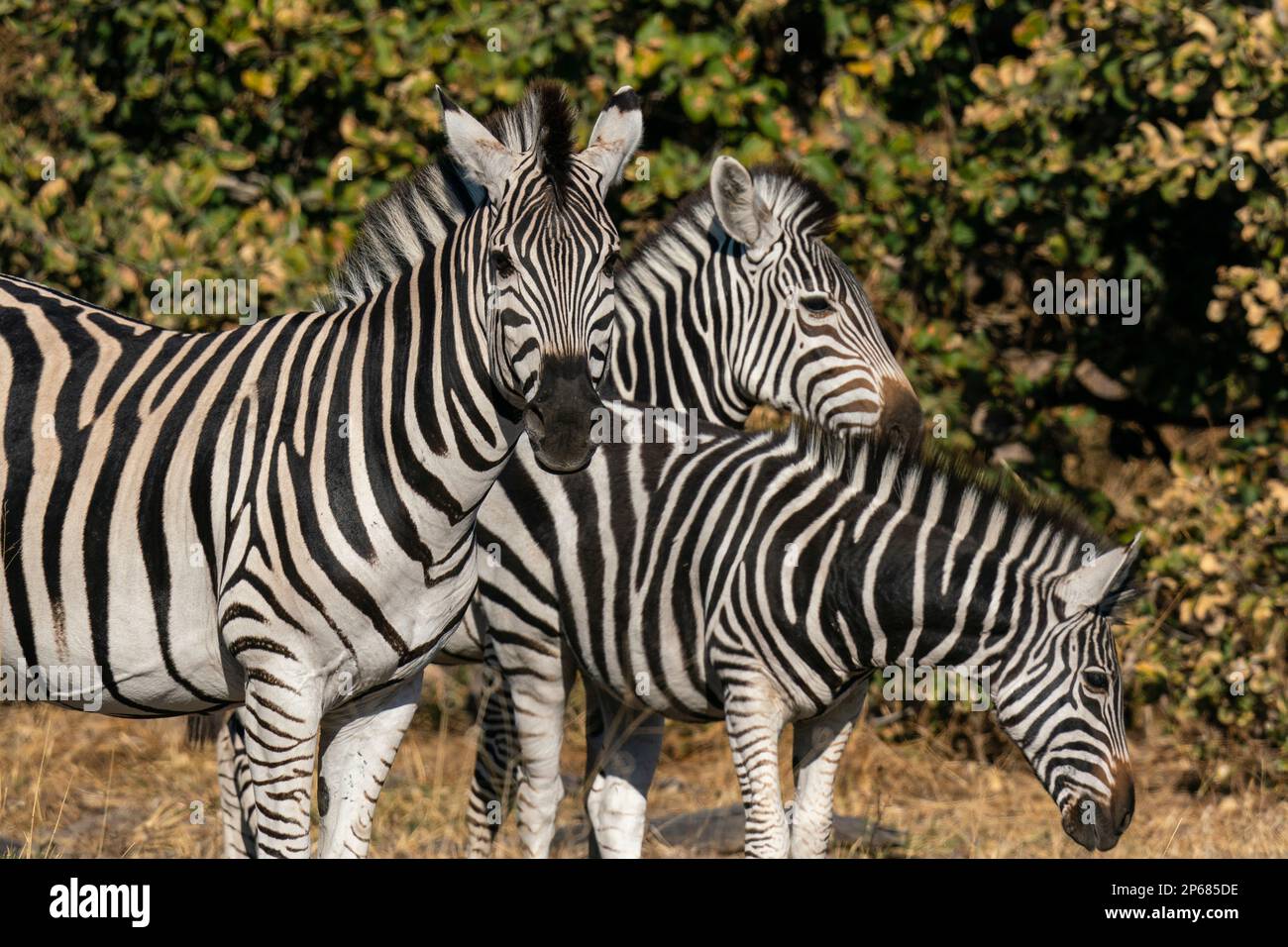 Plains zebras (Equus quagga), Khwai Concession, Okavango Delta, Botswana, Africa Stock Photo - Alamy