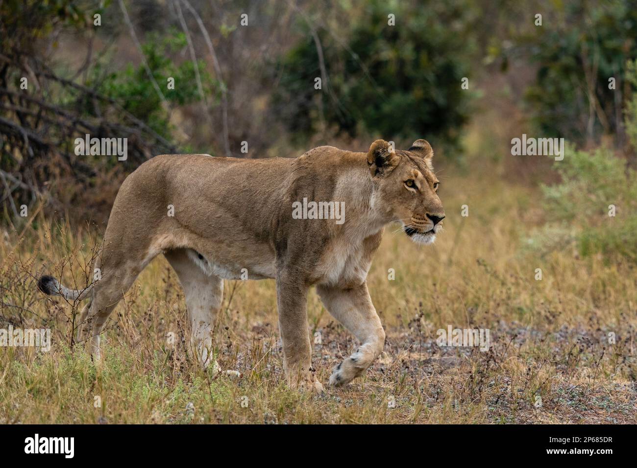 Lioness (Panthera leo) walking, Savuti, Chobe National Park, Botswana ...