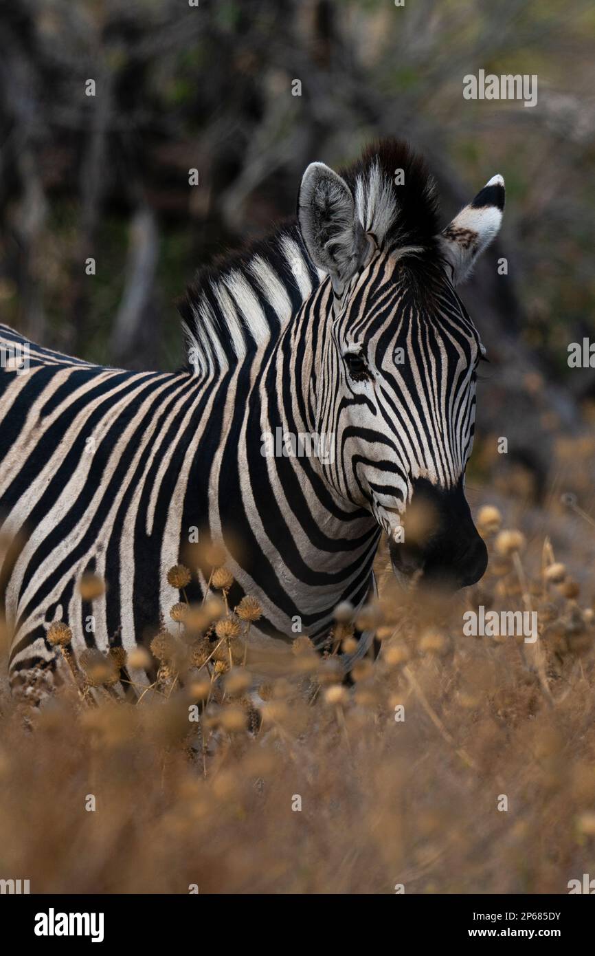 Plains zebra (Equus quagga) walking in tall grass, Khwai Concession ...
