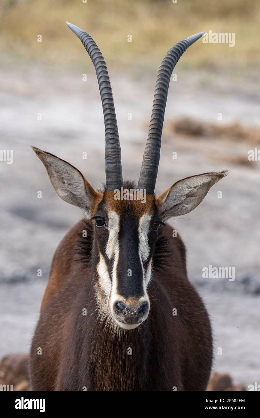 Sable antelope (Hippotragus niger), Khwai Concession, Okavango Delta ...