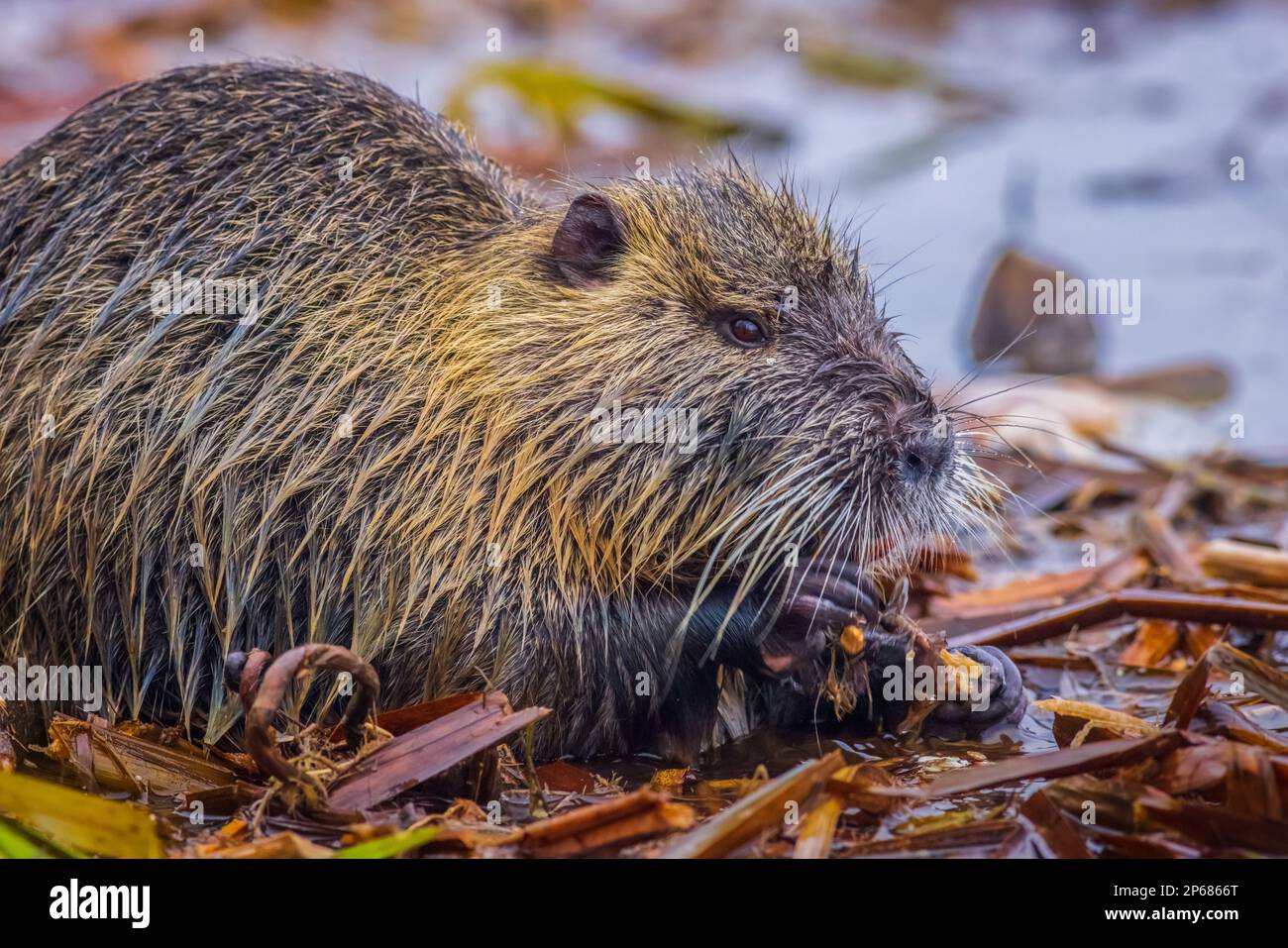 Coypu - Myocastor coypus, also known as river rat or nutria, is large ...