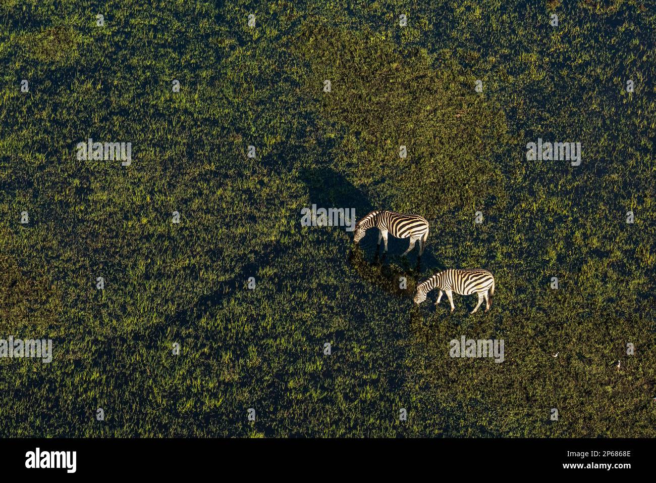Aerial view of plains zebras (Equus quagga) grazing in the Okavango ...