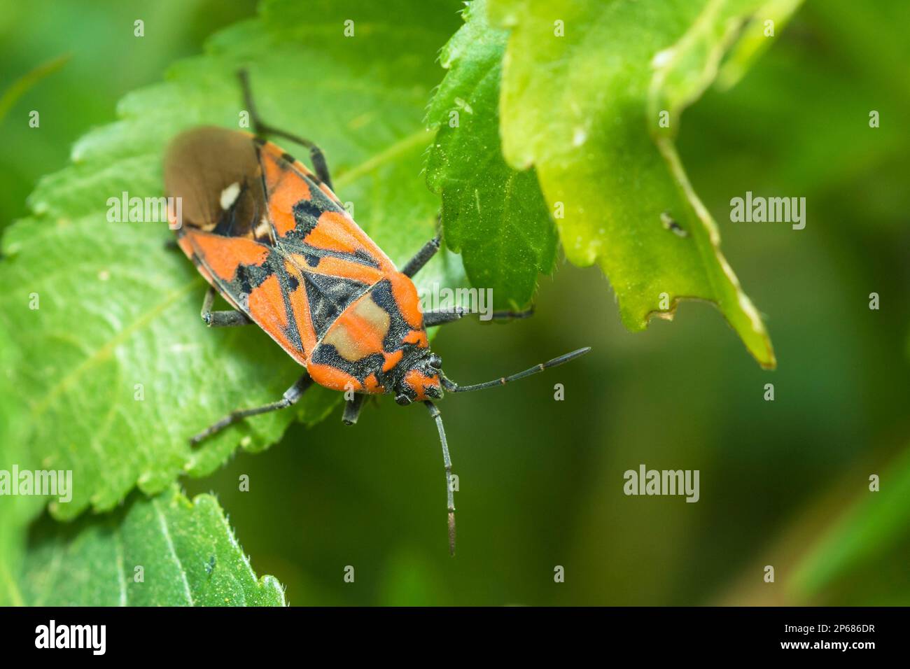 Seed bug on a leaf, Spilostethus Pandurus Stock Photo - Alamy