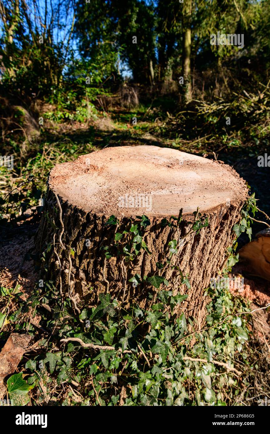Stump of felled ash tree Stock Photo - Alamy