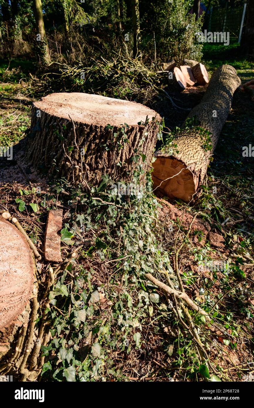 Stump of felled ash tree Stock Photo - Alamy