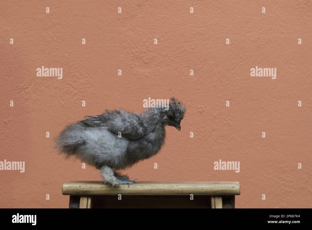 grey fluffy hen, perched on step against terracotta wall, poultry ...